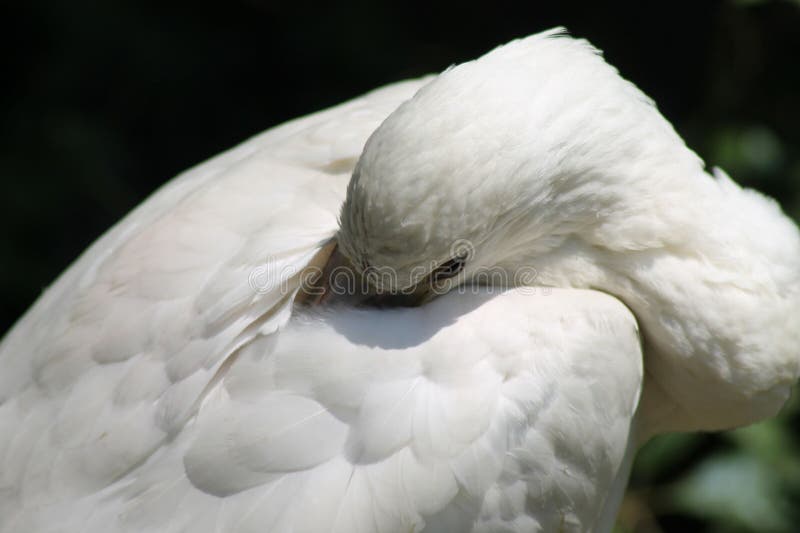 White Bird Preening in Natural Light. Stock Photo - Image of beauty ...