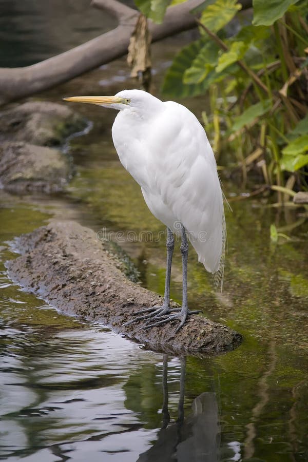 White Bird Sitting at the Edge of a River Stock Photo - Image of animal ...