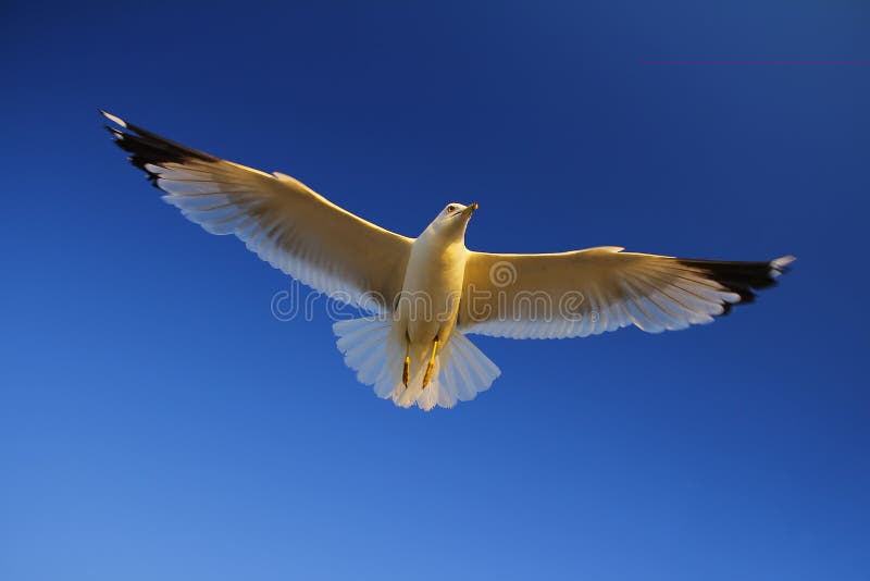 Soaring Bird stock image. Image of seagull, beak, columbia - 59614787