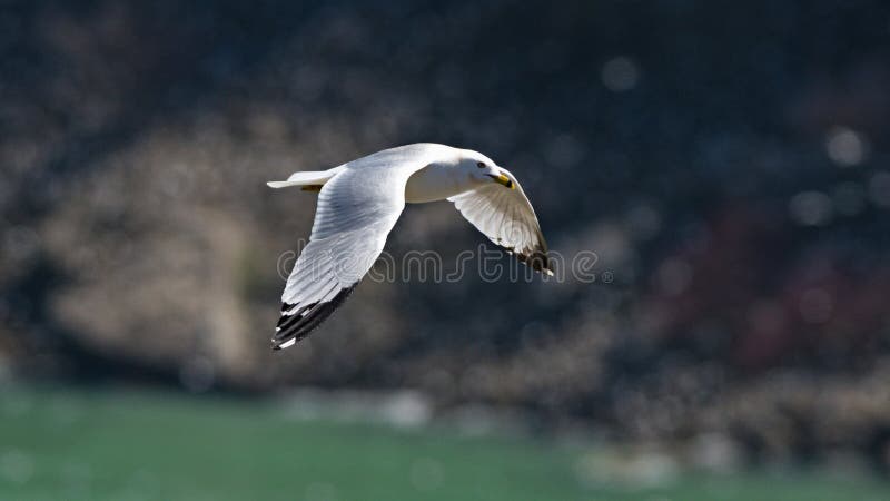 White Bird Soaring Over Niagara Falls Stock Photos - Free & Royalty ...