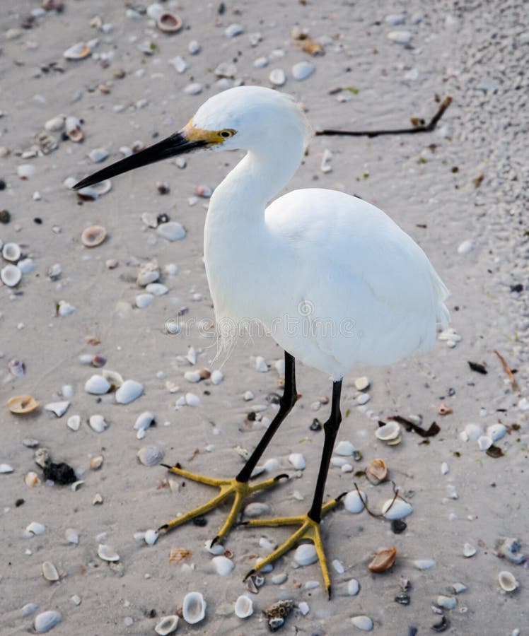 White Bird Standing on Sand with Shells Stock Image - Image of gulf ...