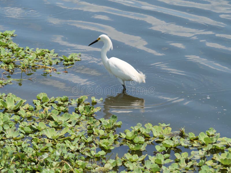 A White Bird Standing at the Edge of a Lake Stock Photo - Image of wing ...