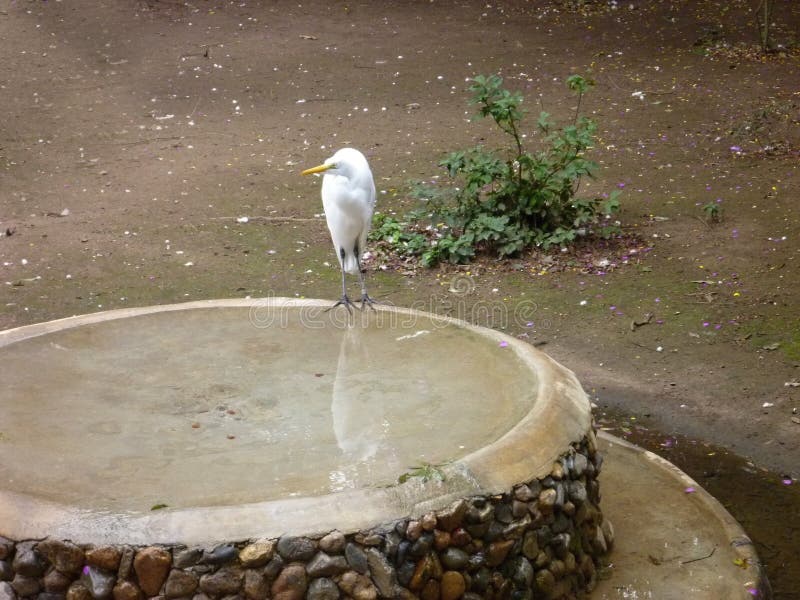 White Bird Standing on a Water Pool Stock Photo - Image of look, head ...