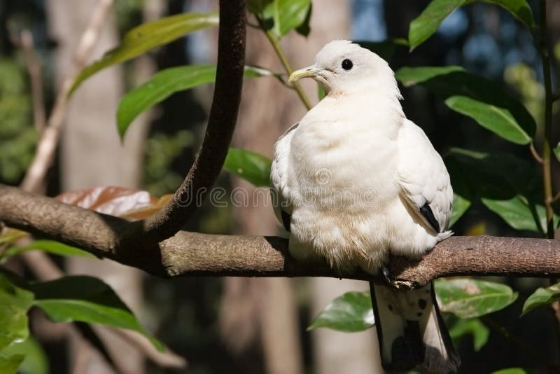 White bird sunning stock image. Image of life, habitat - 932035