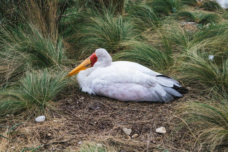 White Bird Taking a Rest in the Grass in a Animal Park Stock Photo ...