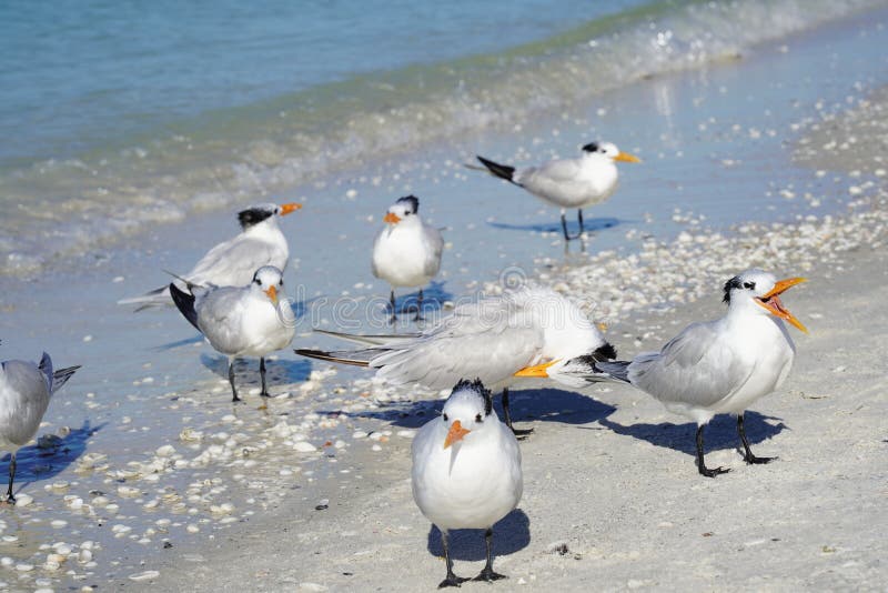 White Birds on the Beach on a Nice Summer Day Stock Image - Image of ...
