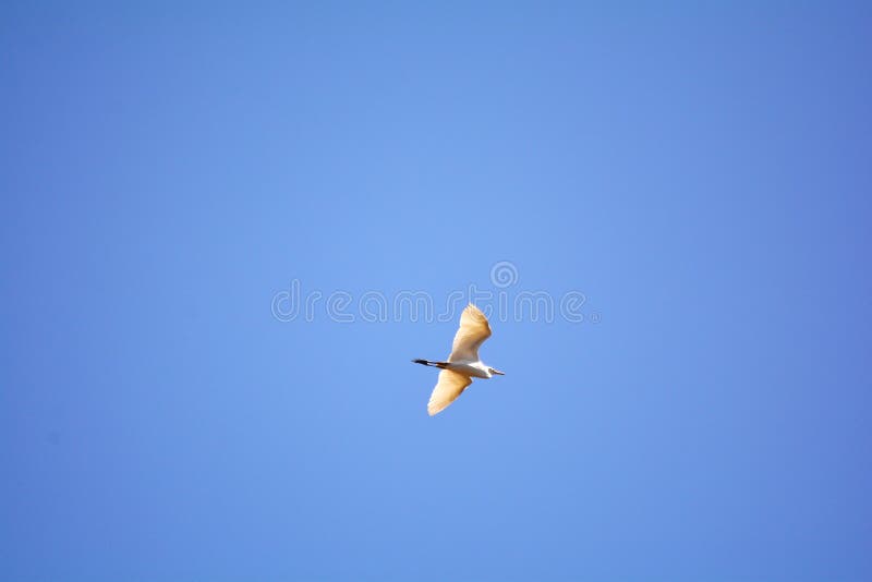 White birds flying stock photo. Image of birds, flying - 49727736