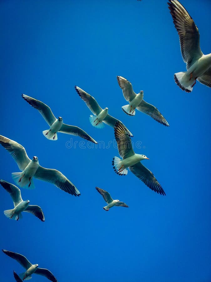 White Birds Flying in the Blue Sky. Birds Flying Together Stock Photo ...
