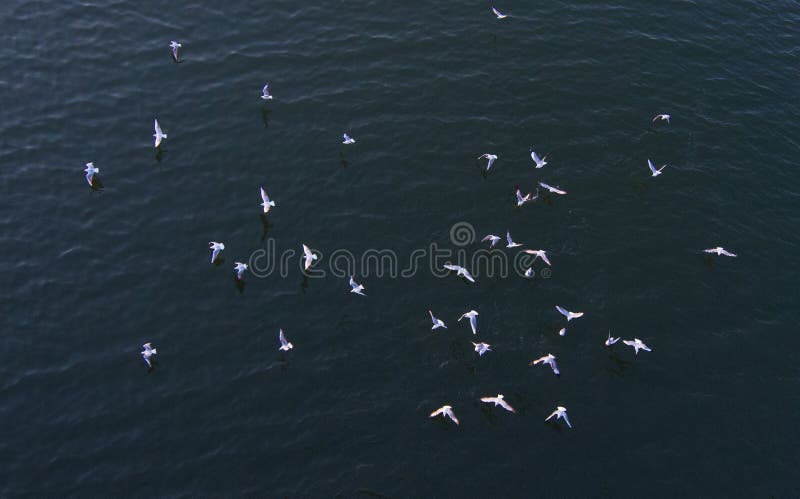 White Birds Flying Over a River Stock Image - Image of seagulls, gulls ...