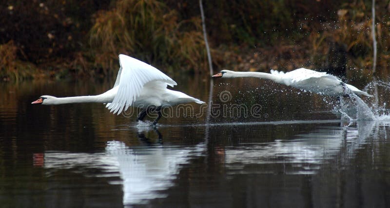 White Birds Flying Over Water Stock Photo - Image of necks, reflected ...