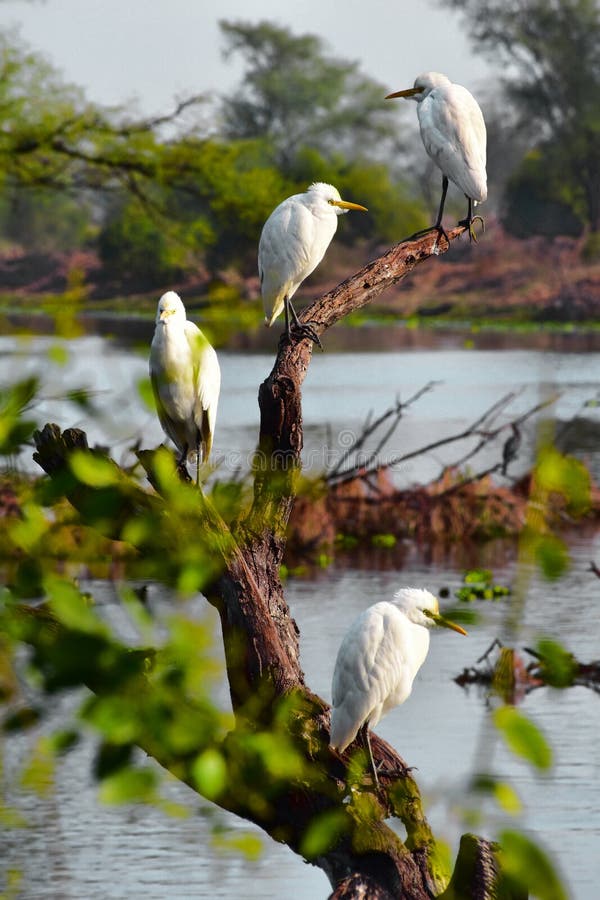 Birds Limb Stock Photos - Download 974 Royalty Free Photos