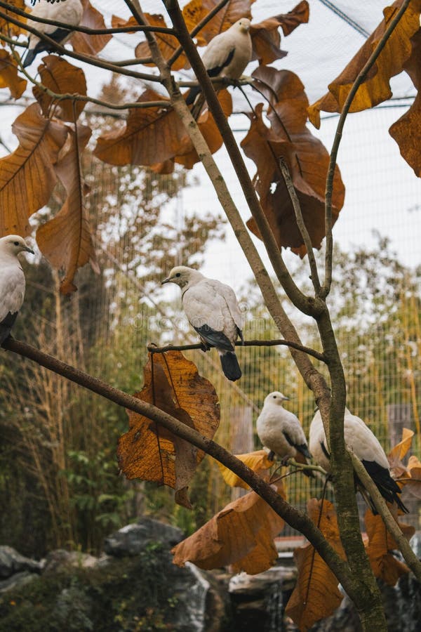 White Birds on a Small Tree in a Animal Park Stock Photo - Image of ...