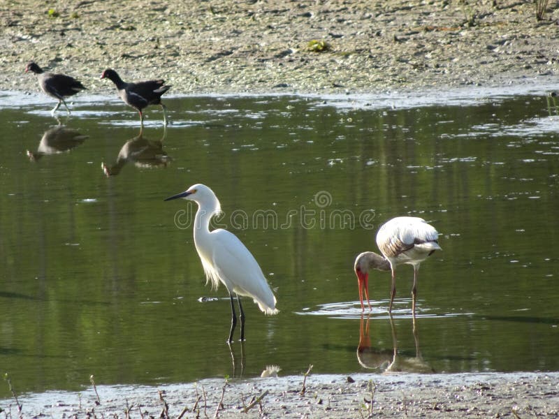 White Birds Flying in Louisiana Swamp Stock Photo - Image of trees ...