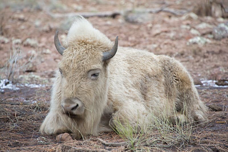 White Bison stock photo. Image of white, wild, animal - 30806302