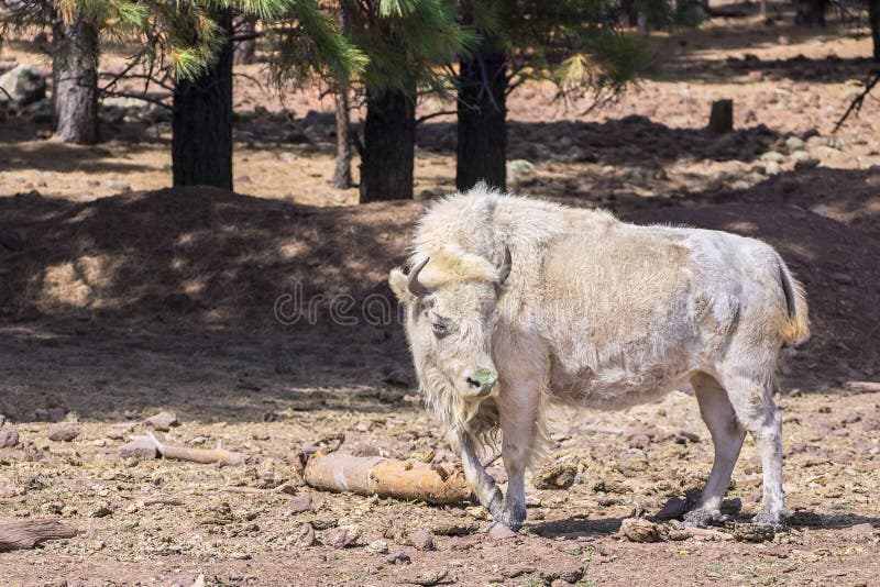 White Bison with Herd stock image. Image of indian, grazing - 114021899