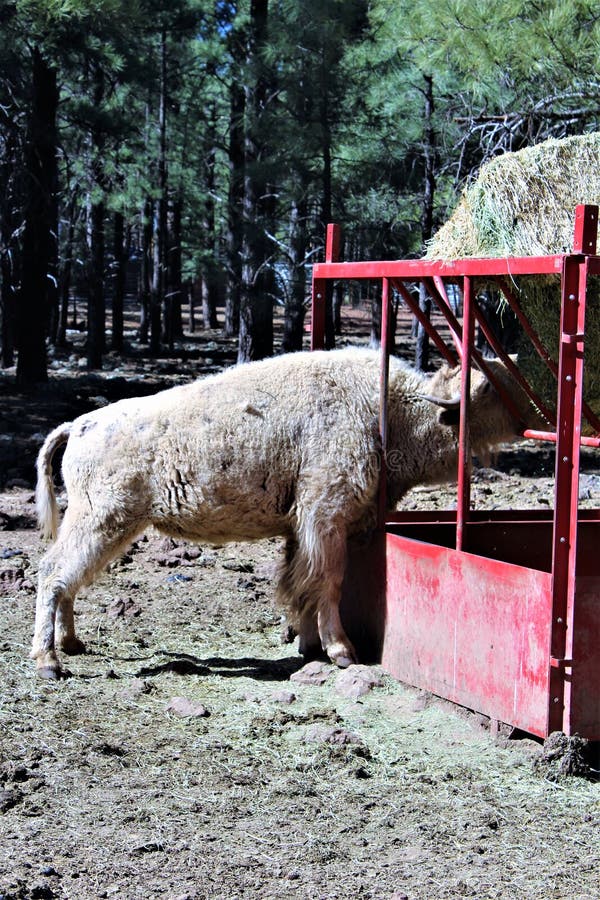 White Bison stock image. Image of white, wilderness, nature - 90979727