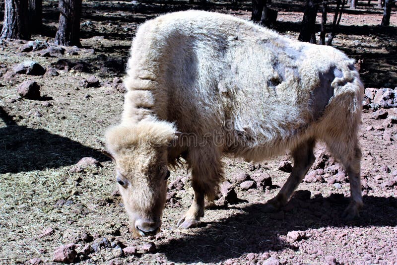 White Bison stock image. Image of trees, american, ancestry - 90979701