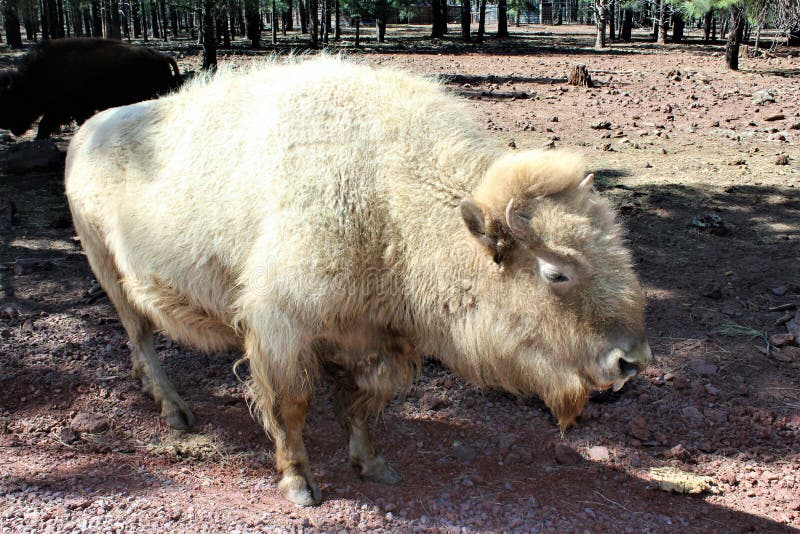 White Bison stock image. Image of coat, wilderness, buffalo - 90979707