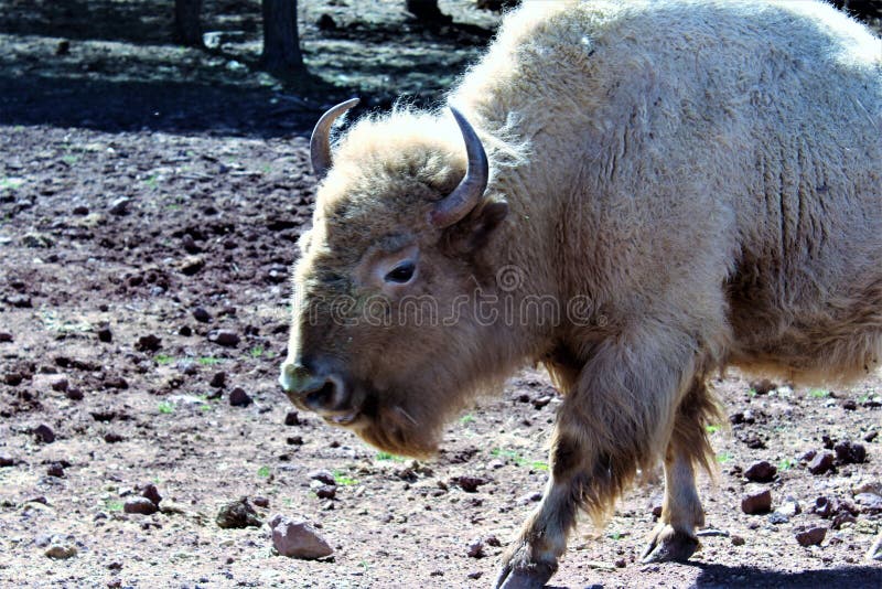 White Bison stock image. Image of grass, bison, buffalo - 90979747