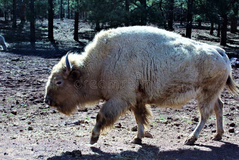 White Bison stock photo. Image of large, abundance, grass - 90979816