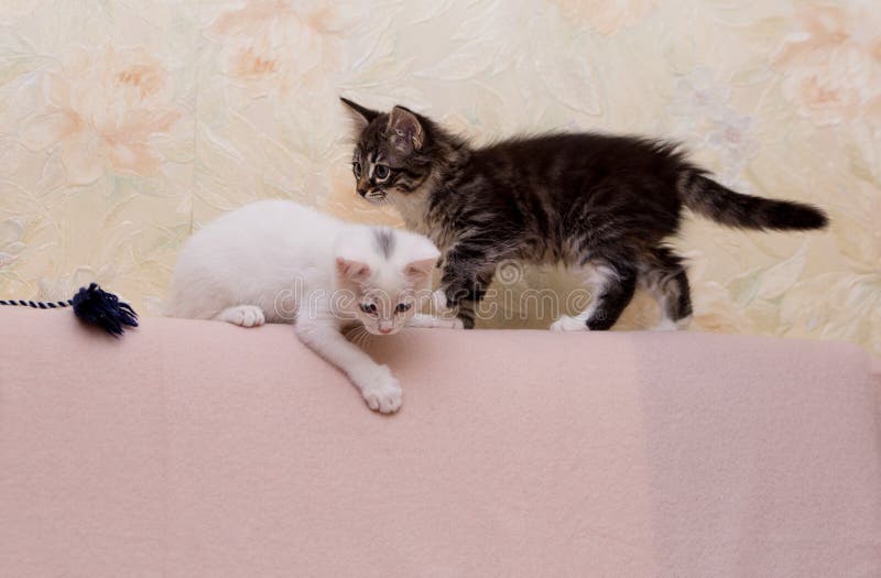 White and Bitty Kittens Play on the Bed at Home Stock Image - Image of ...