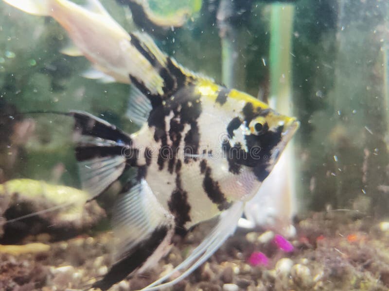 White and Black Angel Fish in the Aquarium Stock Image - Image of ...