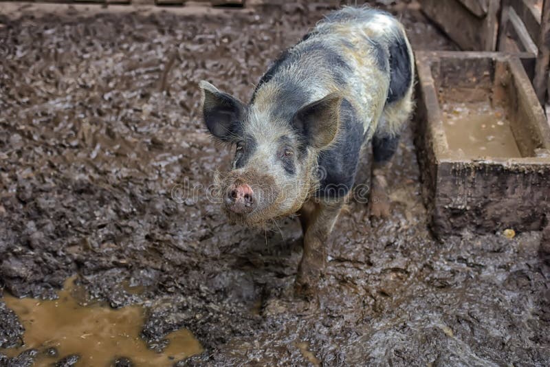 White with Black Boar Dirty Stock Photo - Image of food, baby: 57693026