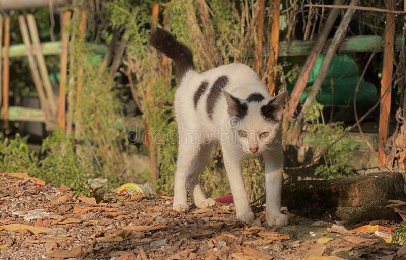 White and Black Captured Cat Jump Scared Stock Image - Image of cute ...