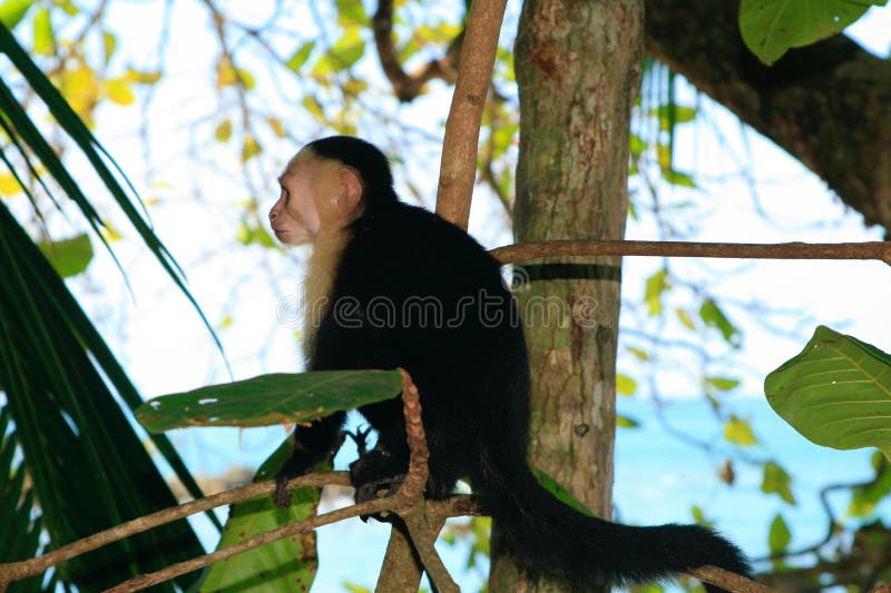 White and Black Capuchin Monkey Side View Stock Image - Image of jungle ...
