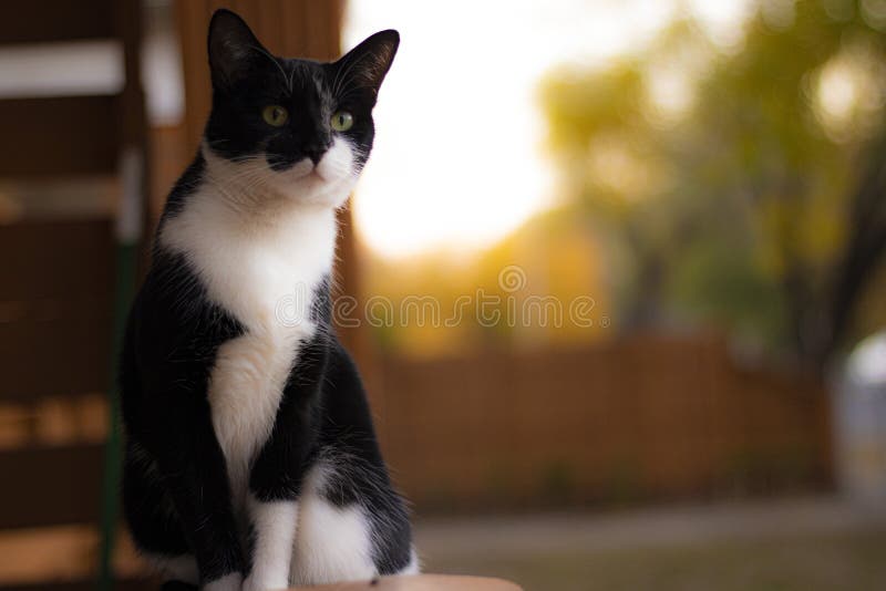White and Black Cat at Front Yard Stock Image - Image of yard, black ...