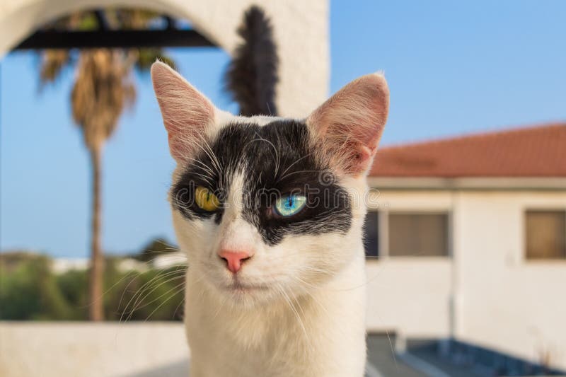 White and Black Cat with Heterchromia, Two Different Colored Eyes Stock ...