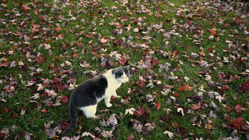 White and Black Cat among Leaves in Fall Stock Photo - Image of mammal ...