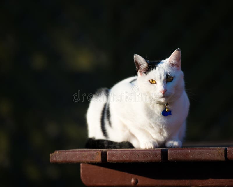 White and Black Cat on Pub Table Stock Photo - Image of bench, house ...