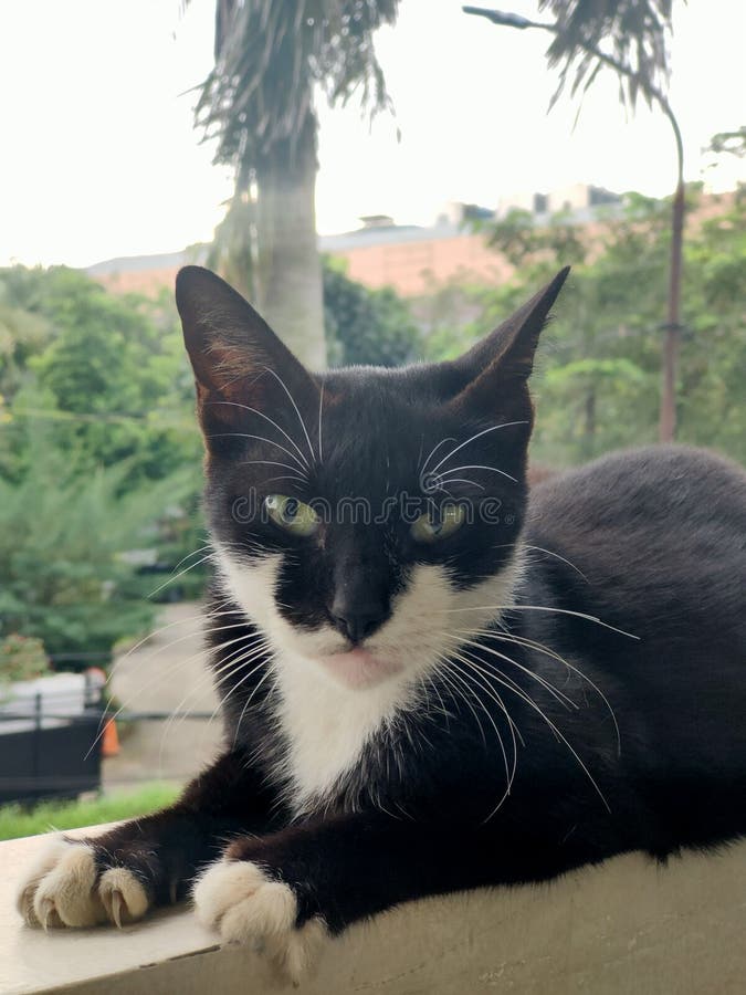 White Black Cat Hit a Pose To the Camera Stock Photo - Image of pose ...