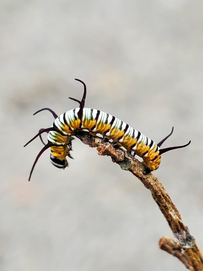White Black Caterpillars Taken from Close Range Stock Photo - Image of ...