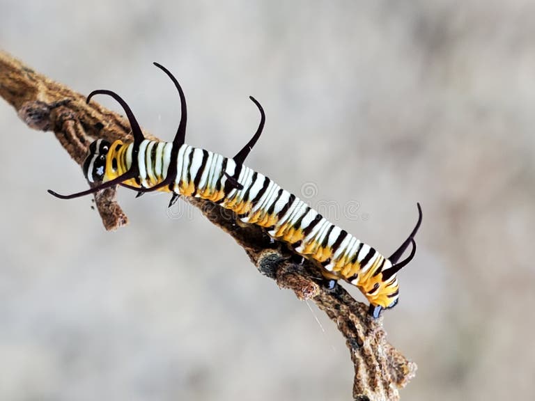 White Black Caterpillars Taken from Close Range Stock Photo - Image of ...