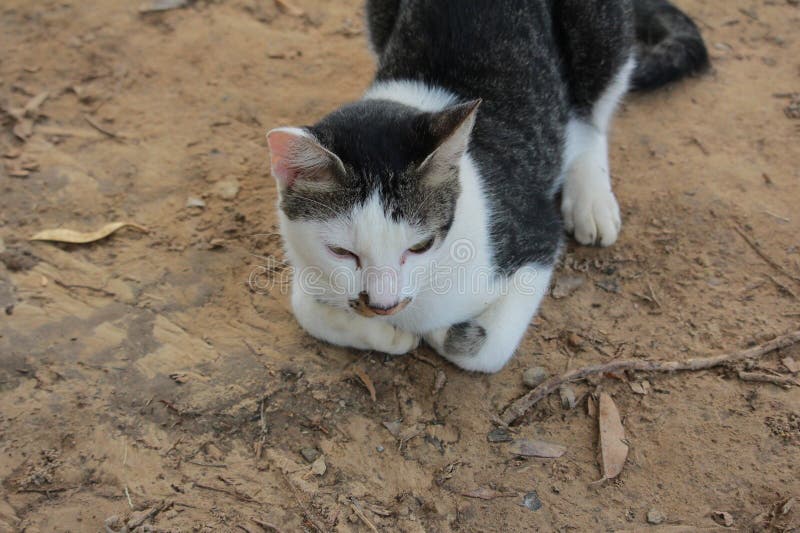 A White and Black Cats Serious Expression Stock Image - Image of white ...