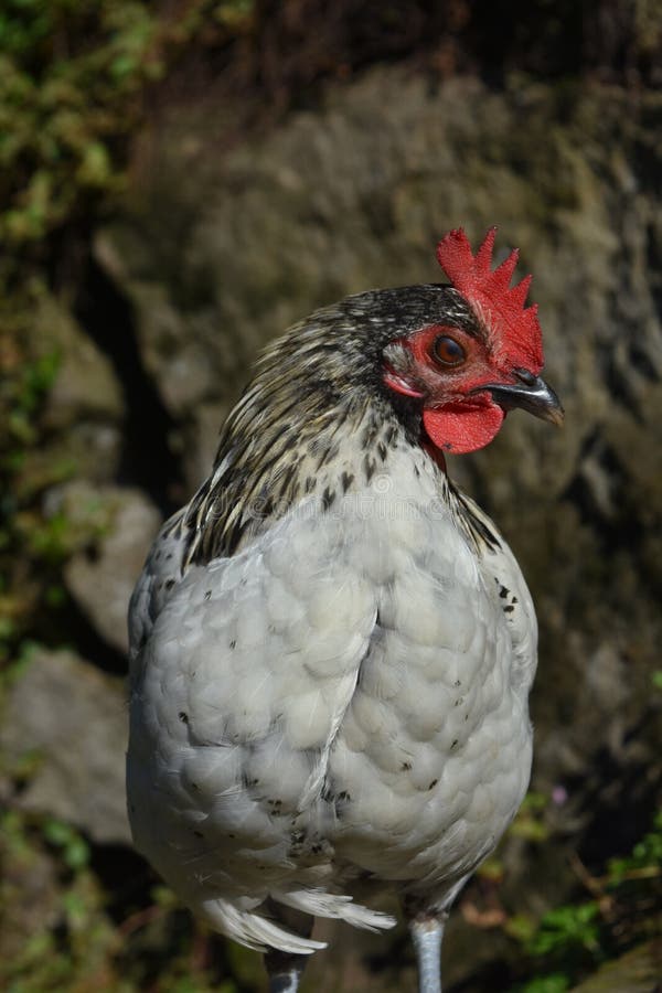 White and Black Chicken with a Curved Beak Stock Photo - Image of ...