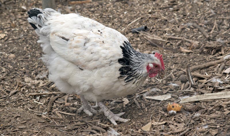 This is a Black Chicken with a Red Wattle and Comb Stock Photo - Image ...
