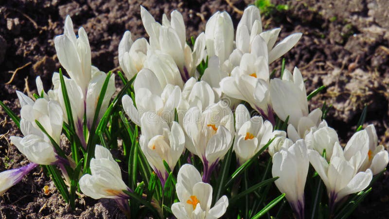 White on black stock photo. Image of april, black, spring - 116486310