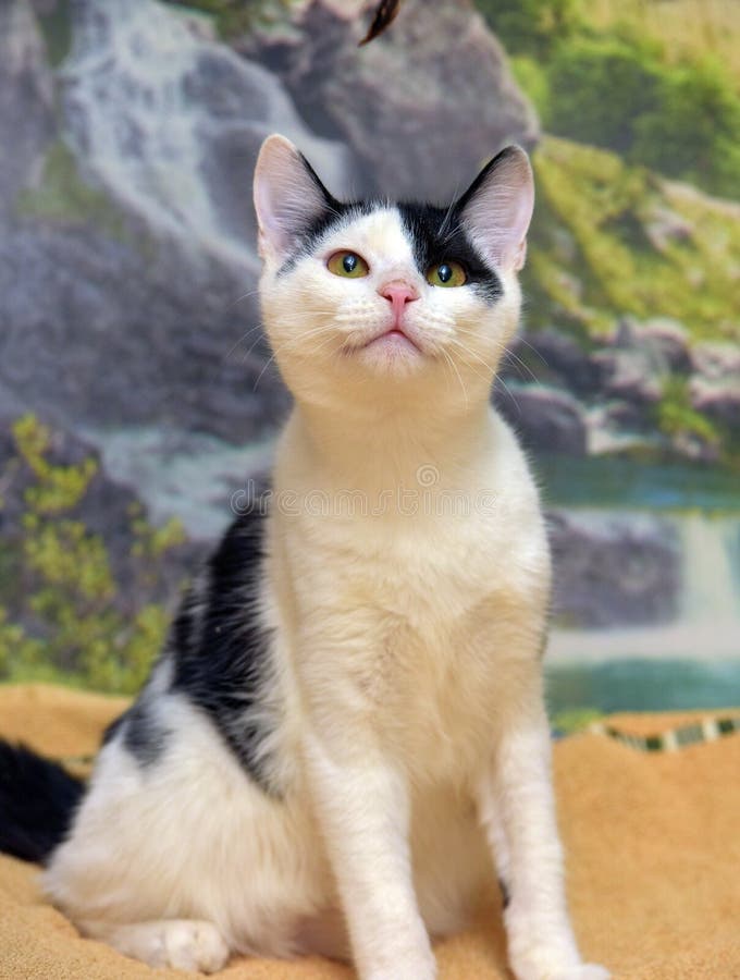 White and Black Cute Young Cat Stock Photo - Image of funny, nature ...