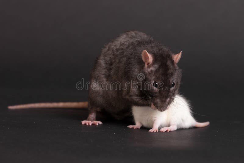 White and Black Domestic Rats Stock Image - Image of albino, fluffy ...