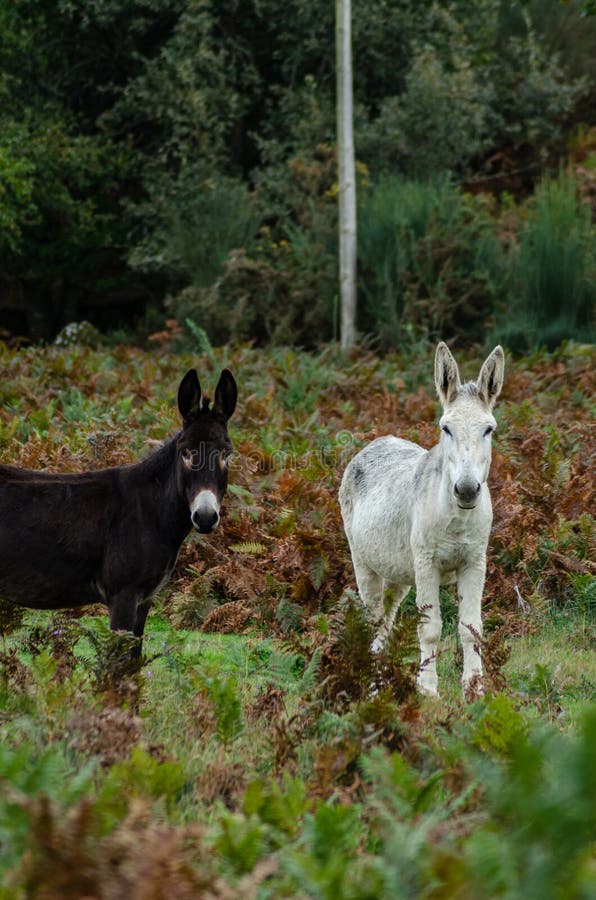 A White and a Black Donkey in the Mountain Posing Stock Image - Image ...