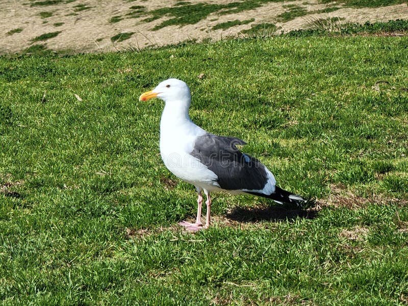 White and black ducke stock photo. Image of bird, grass - 259220140
