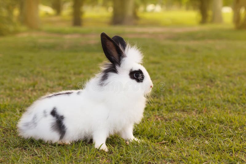 White and Black Fluffy Small Baby Rabbit on Green Grass in Park Stock ...