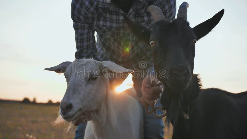 White and Black Goats with Their Master. Stock Image - Image of baby ...