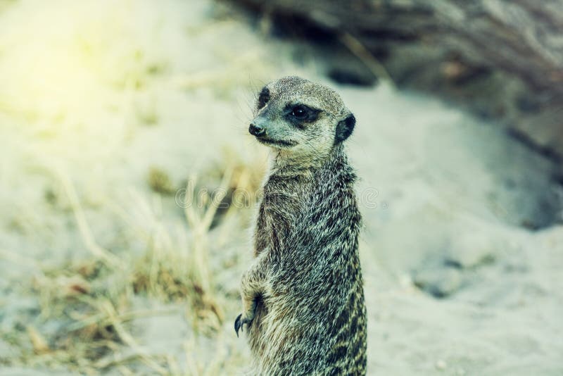 White and black gopher stock image. Image of portrait - 158449795