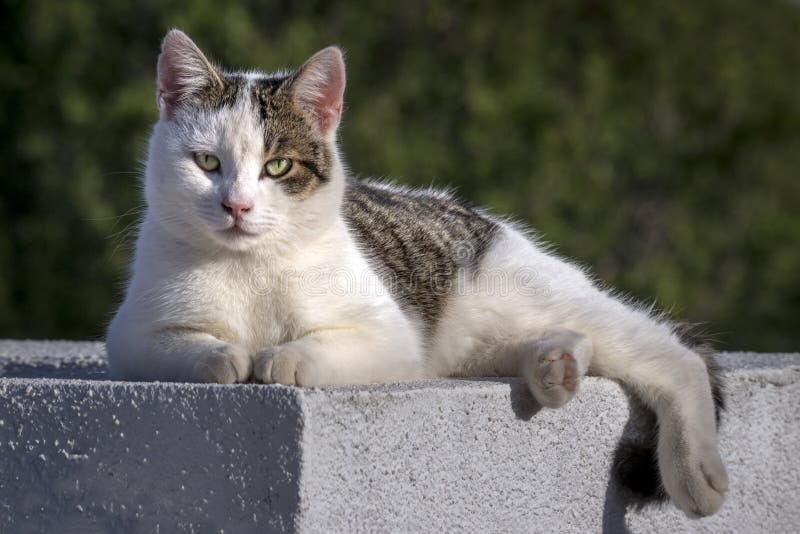 Cat on the throne stock photo. Image of little, feline - 138123700