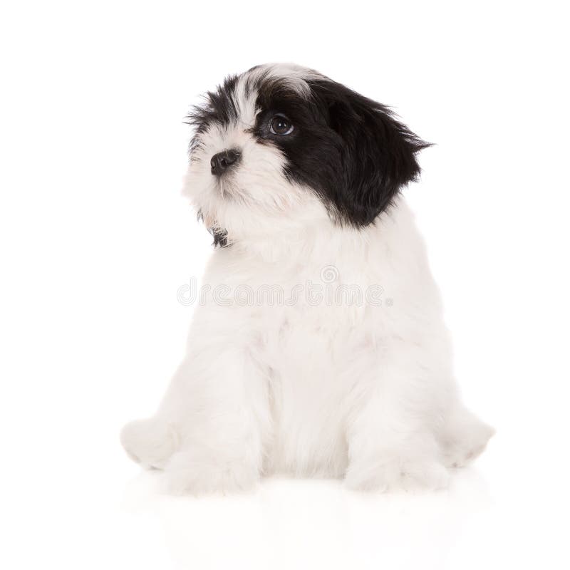 Black lhasa apso puppy stock photo. Image of adorable - 71621074