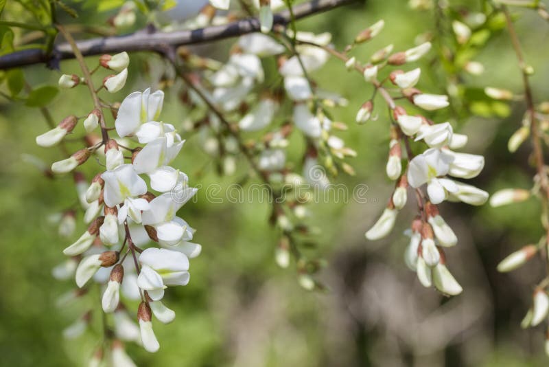 White black locust flowers stock image. Image of buds - 218554159